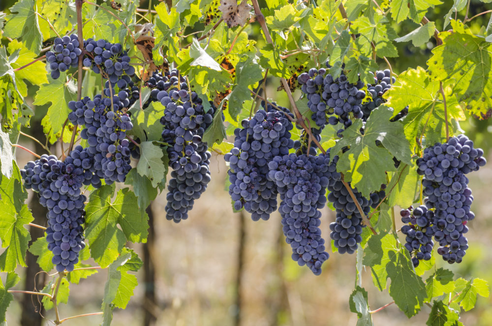 Grape phylloxera: European wines have American roots