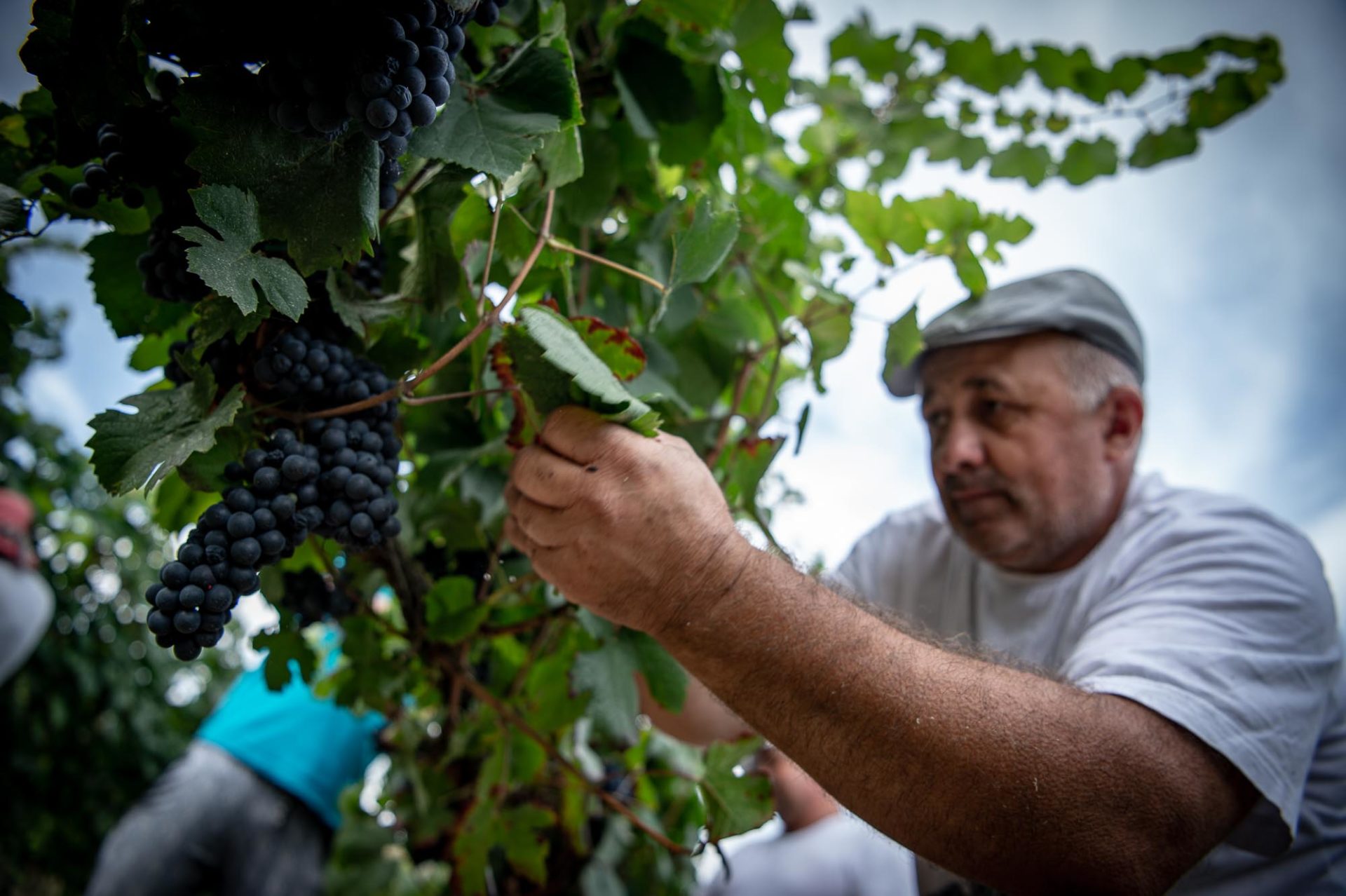 What is passito wine and how do you make it? - Alessandro Berselli